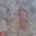 Ringworm pada kucing- Gejala dan penyembuhannya | Bali Cats Lover