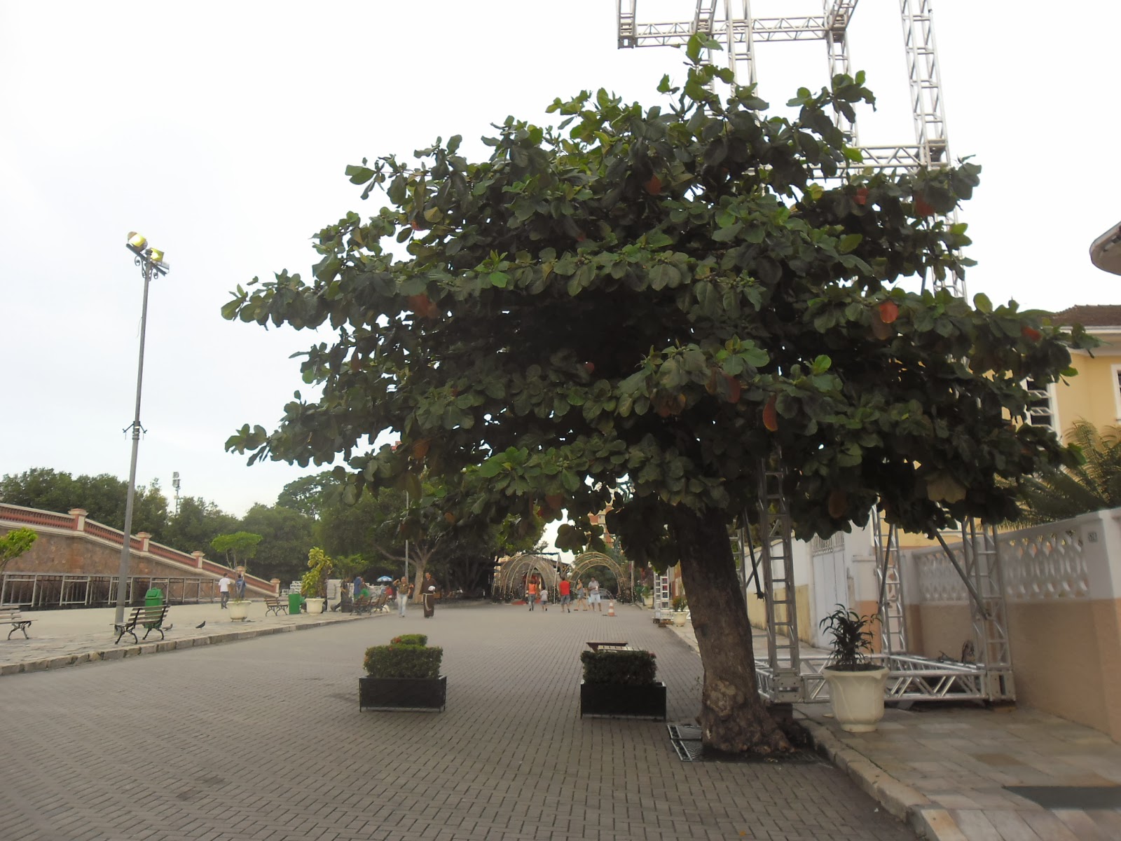 arboreo.net: Tripes em Terminalia catappa (Manaus-AM)