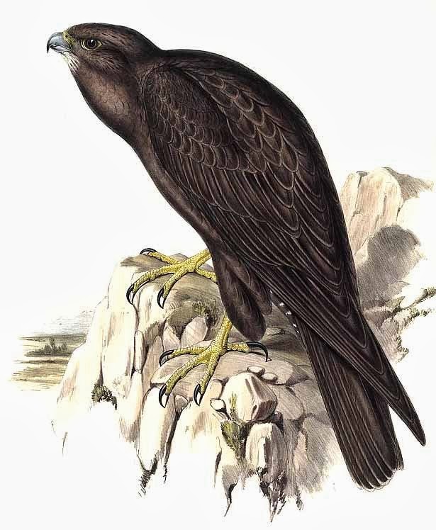 Tierra de águilas, halcones, aguiluchos y otras rapaces: Halcón negro ...