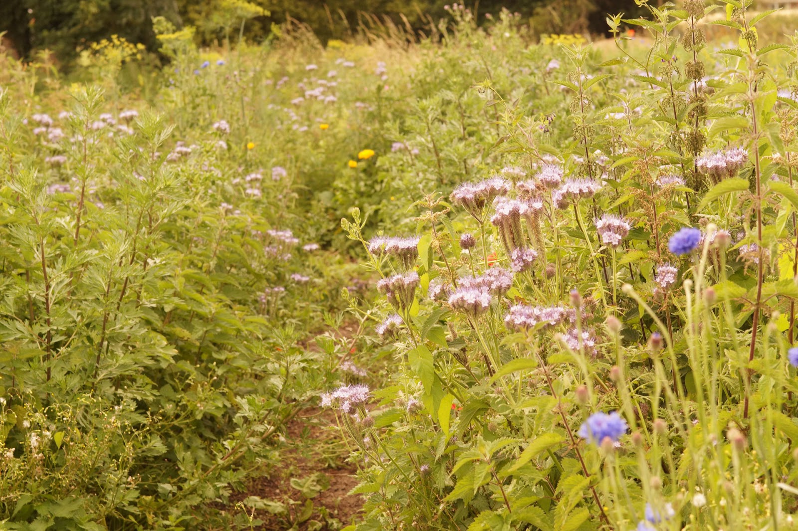 The trials and tribulations of the wildflower patch - Sophie in the Sticks