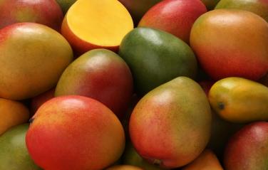 Seedbuzz: Mangolicious