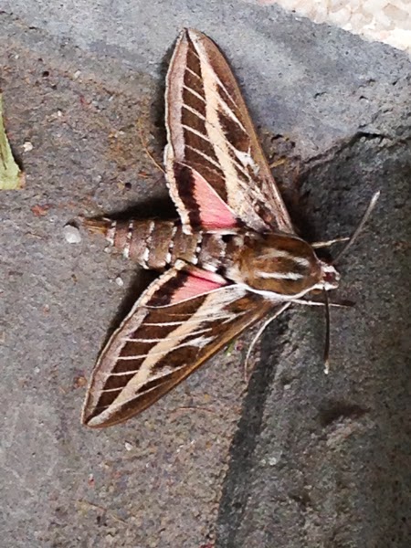 Birds of Saudi Arabia: Striped Hawk-moth Dhahran Hills – Record by ...