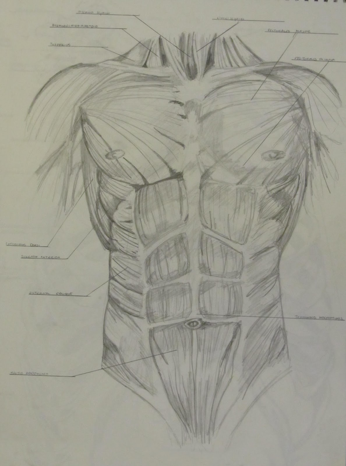 Art School Confidential: Summer Quarter 2012: Drawing & Anatomy: Bone ...