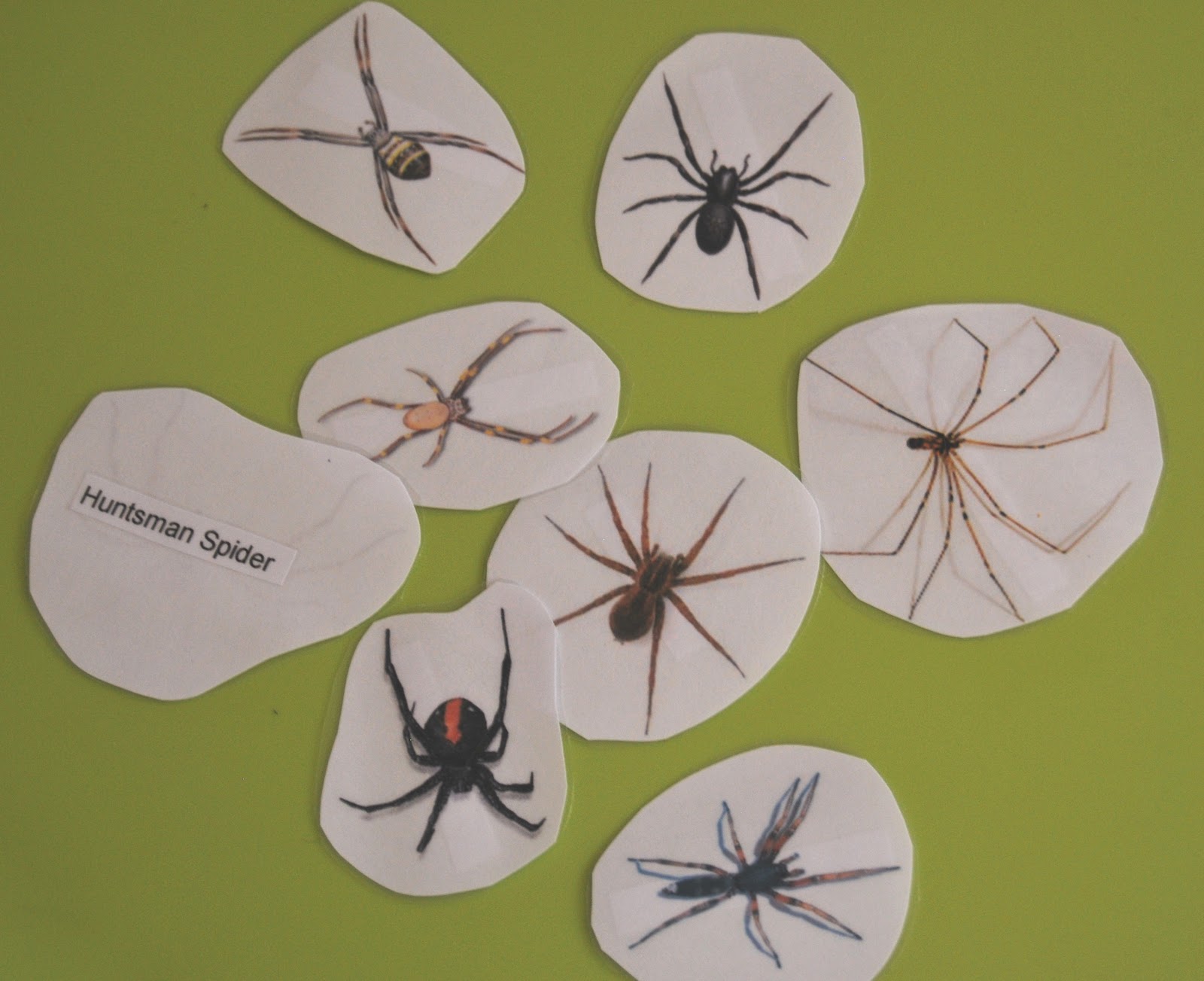 A Little Learning For Two: Pin The Spider On The Web