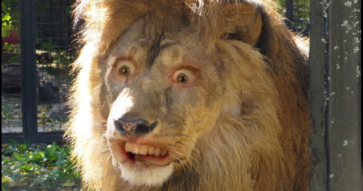 Flaming Zombie Monkeys