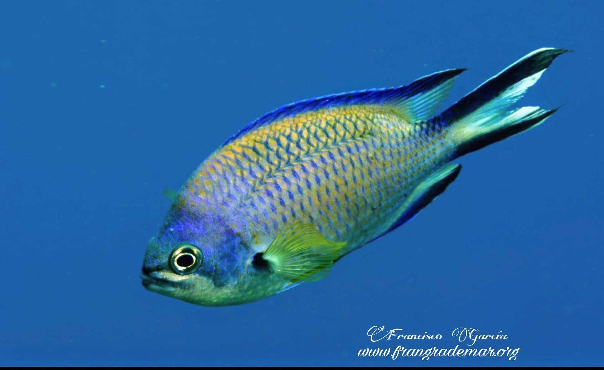 De Cara Al Mar: COLECCIÓN DE FULAS