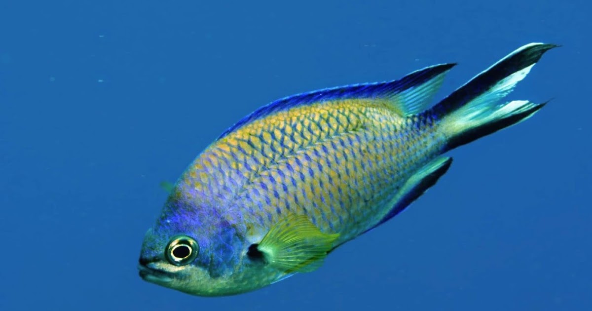 De Cara Al Mar: COLECCIÓN DE FULAS