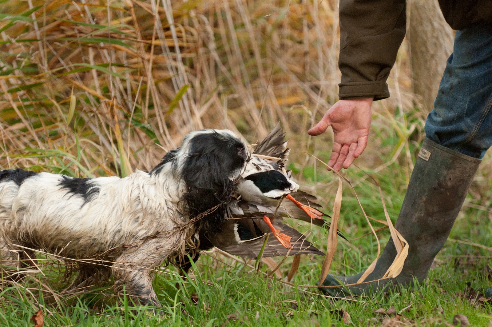Eternity Images Photography: A day out photographing Working Dogs