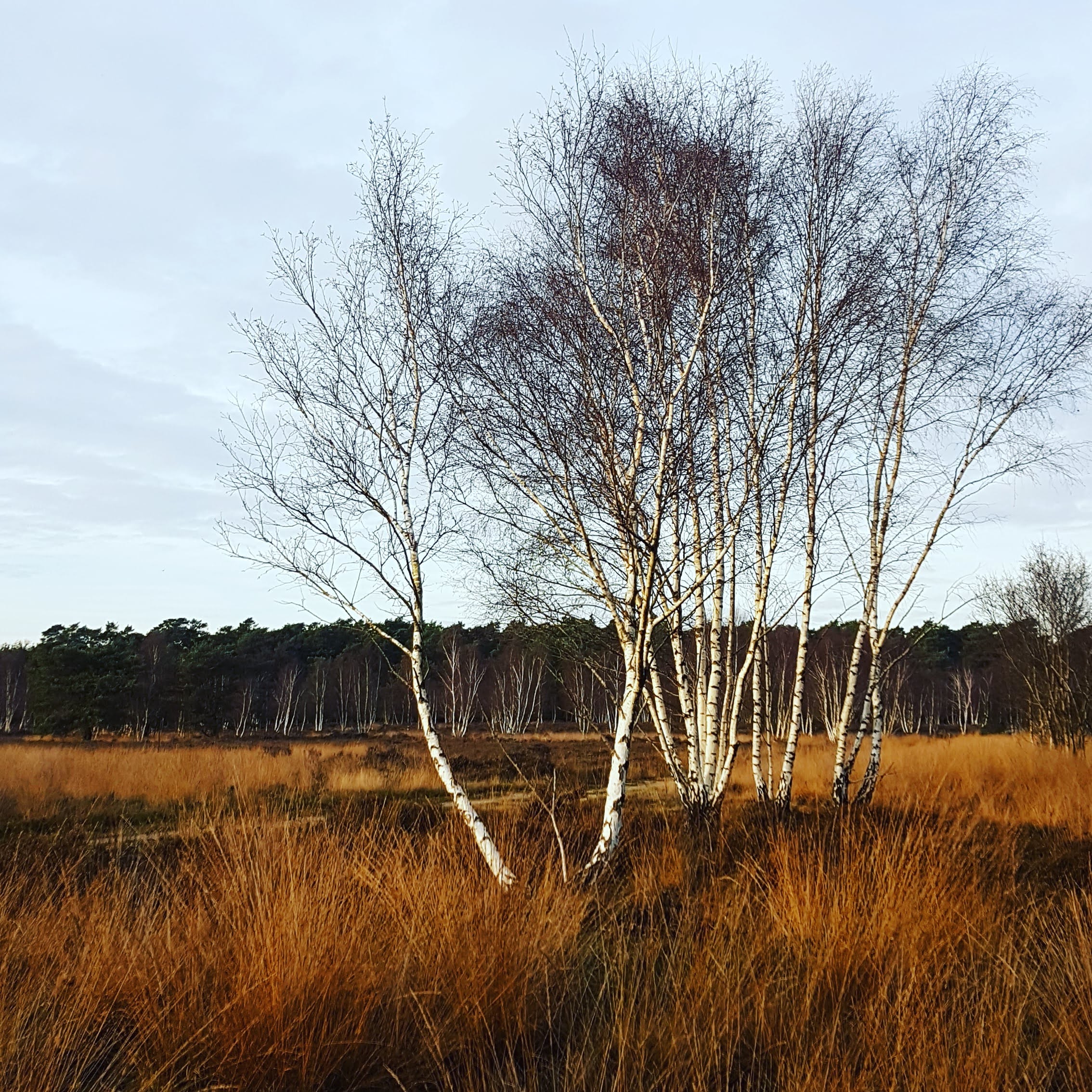 dutchFrog: Berken in het landschap