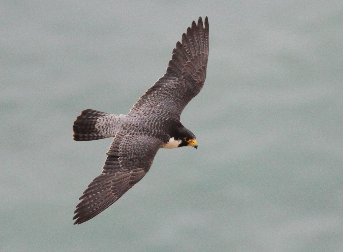 Jo's Morning Walk: Peregrine Falcons 2017, Part 1