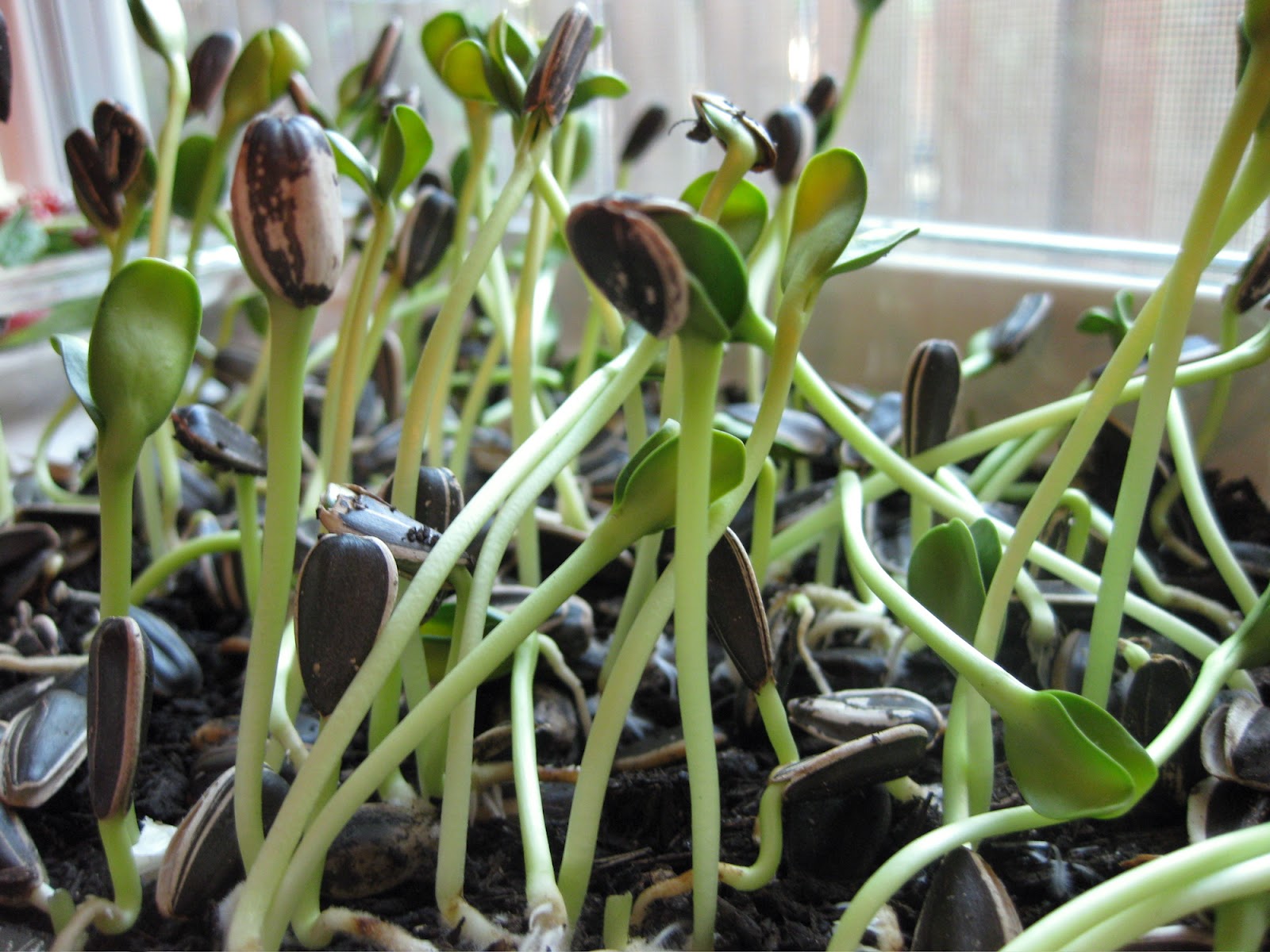 Oishikatta Sunflower Greens sprouting Oishikatta Sunflower Greens sprouting