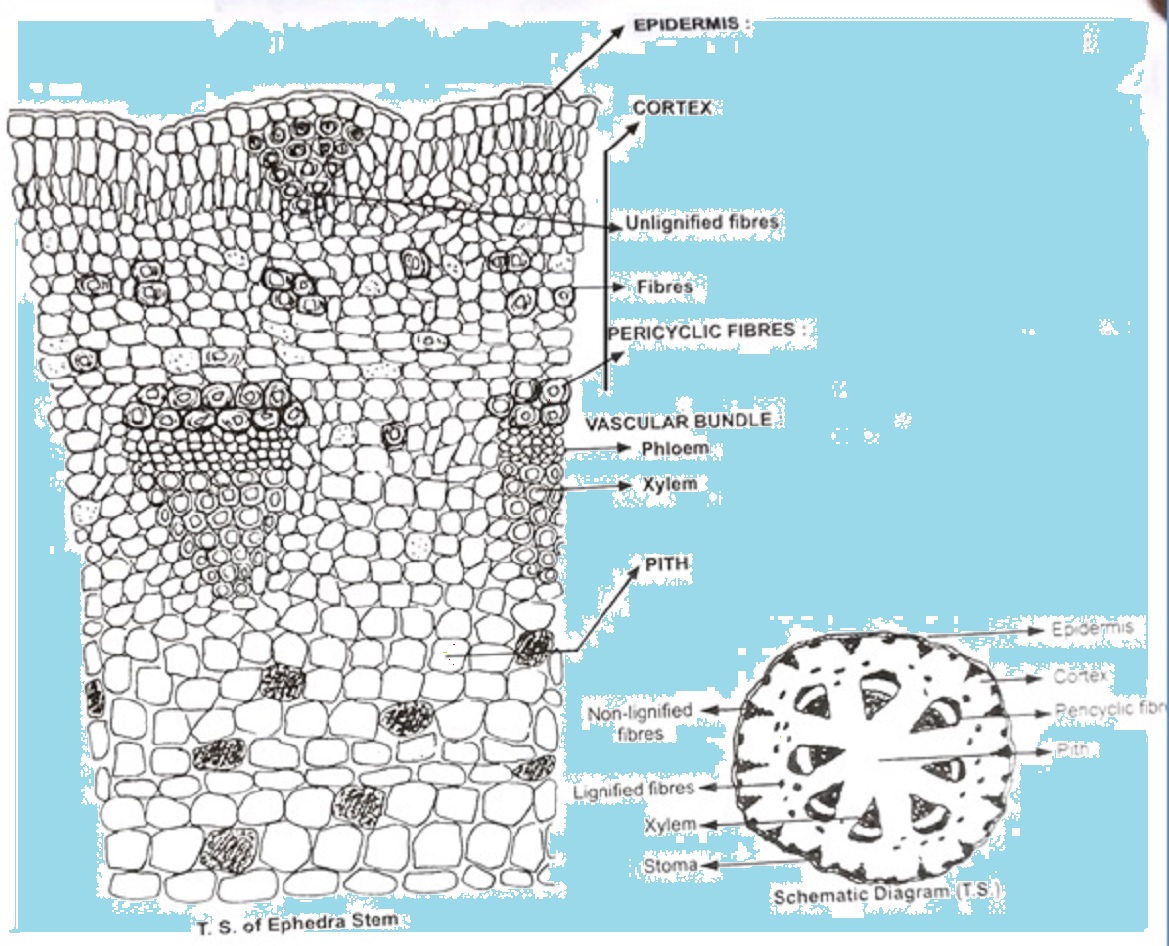 To Study the Macroscopical and Microscopical of Ephedra