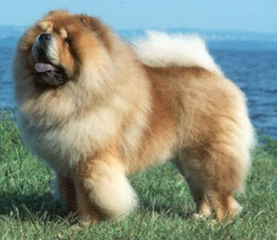 Chow Chow Dogs Latest Facts And Pictures | All Wildlife Photographs