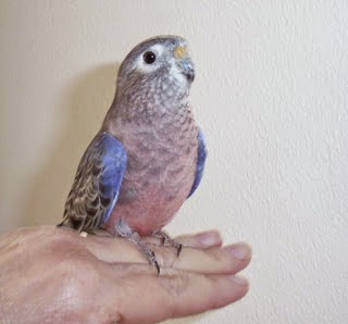 The Splendid Bourke Bird Blog: Bourke Parakeets: Determining Sex