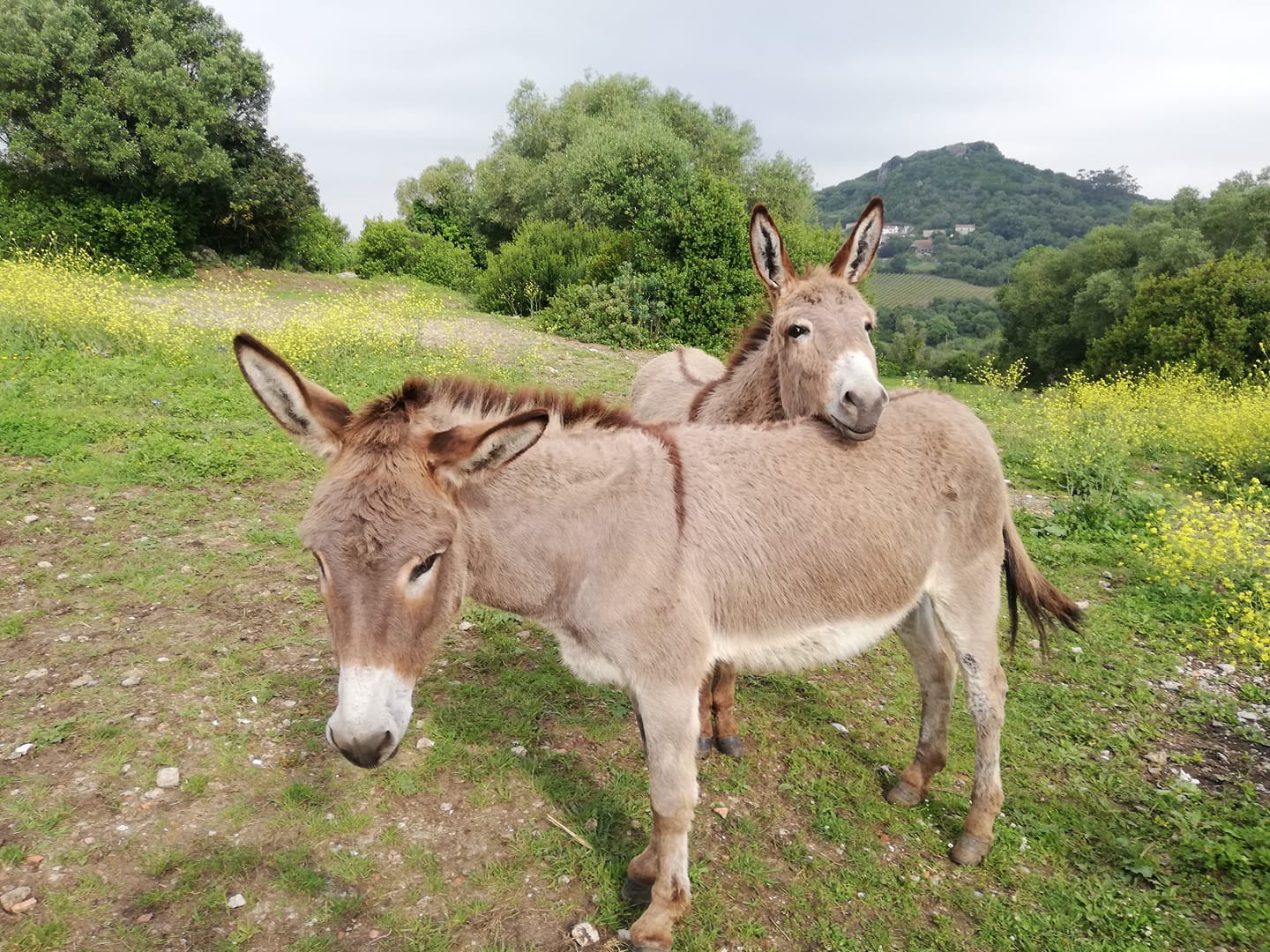 Geração Verde Portugal: Dia Internacional do Burro & Associação ...