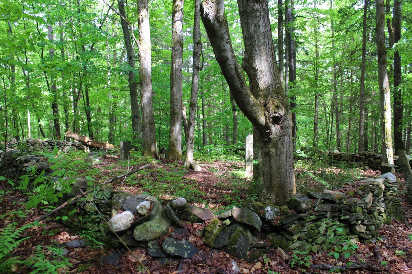 Walking Man 24 7: Cole Hill State Forest(Albany County Helderbergs)