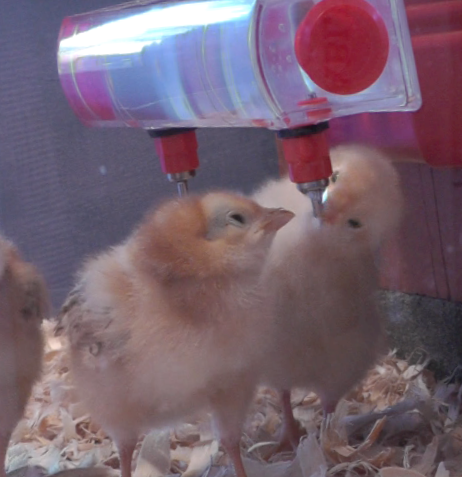 Feeding & Watering Baby Chicks