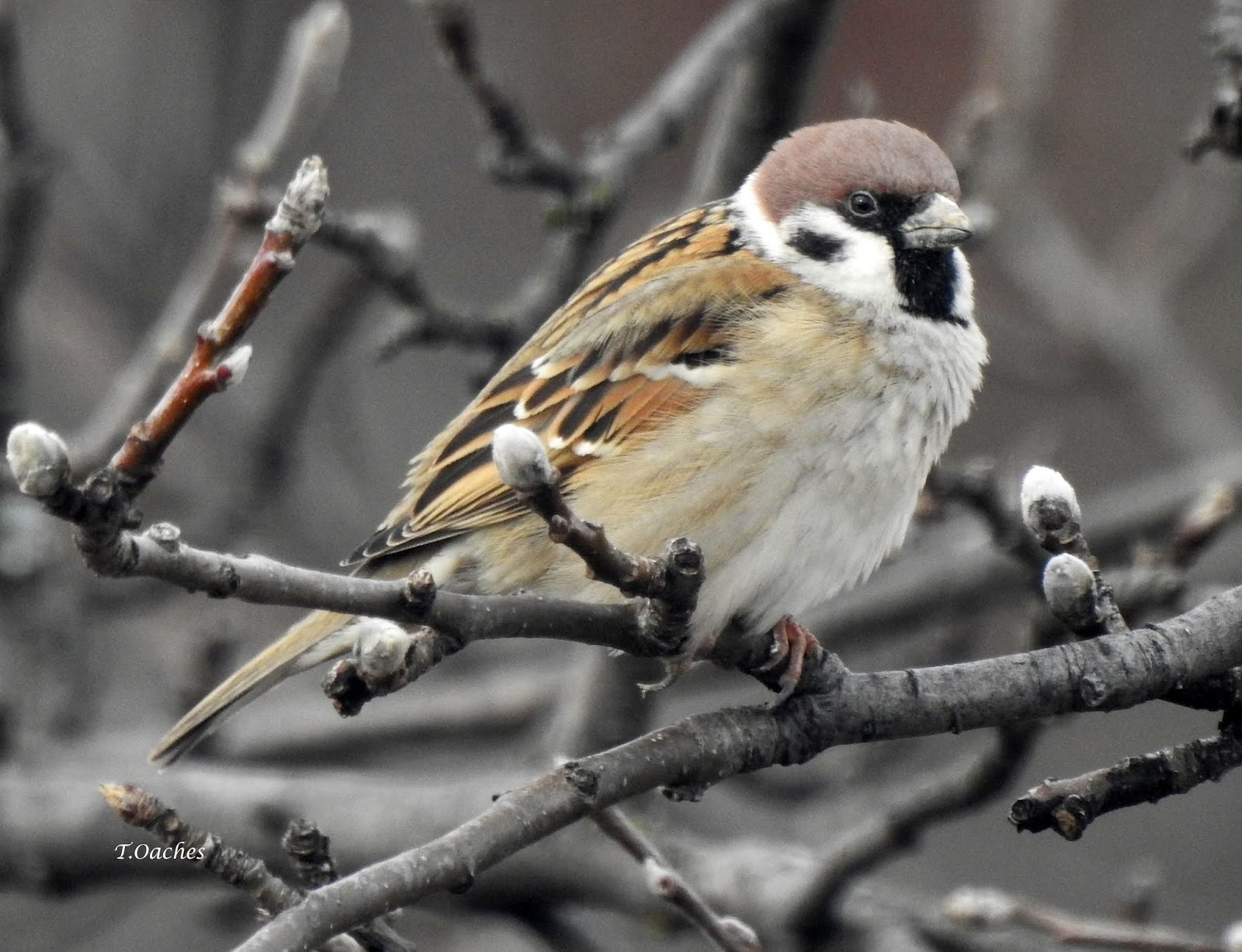 PASARI DIN ROMANIA: VRABIA DE CAMP, Passer montanus