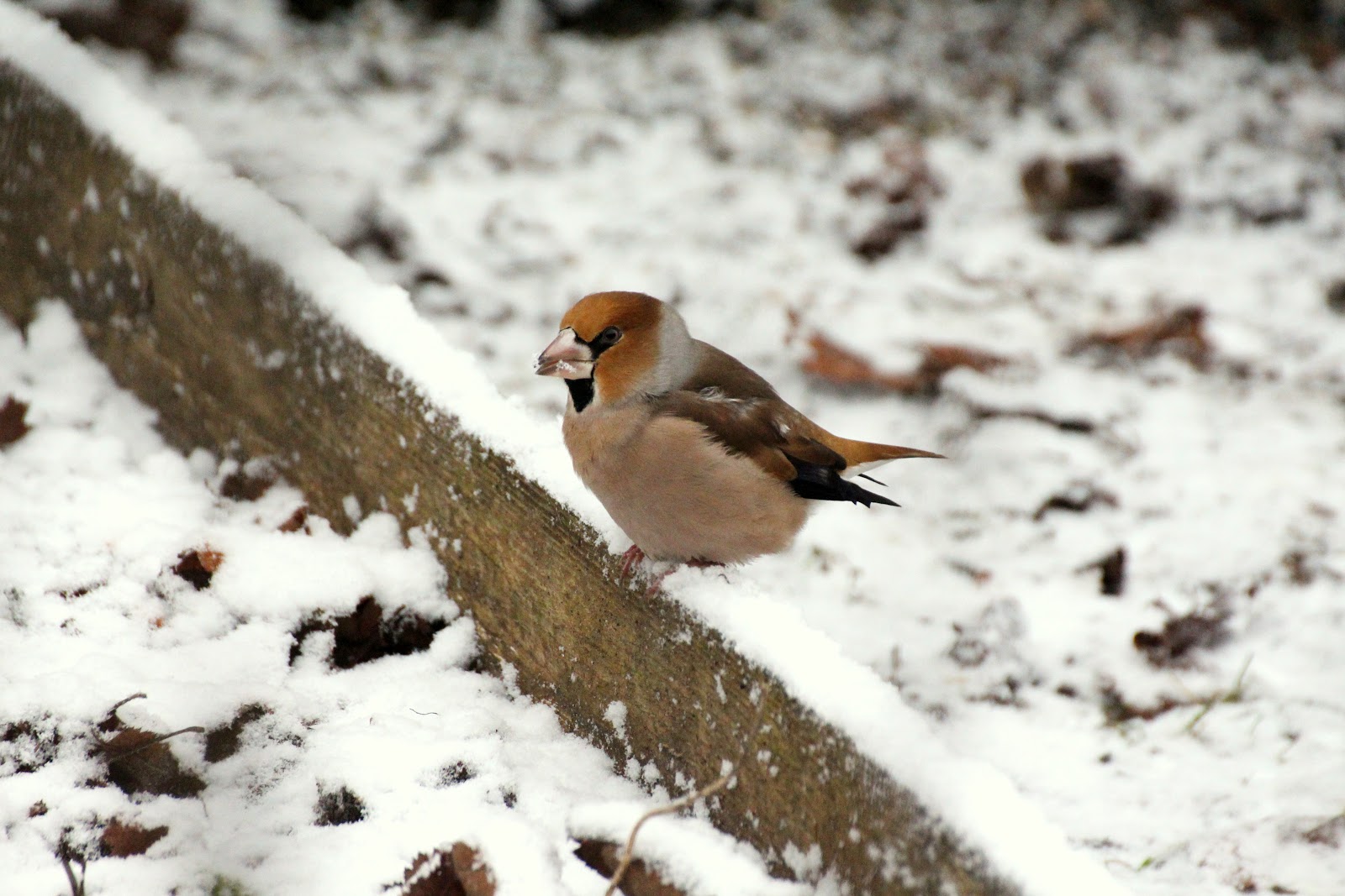 Gladius: En trevlig söndag i december