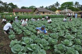 Mambulaoans WorldWide Buzz: EXTRA: The importance of gulayan sa paaralan