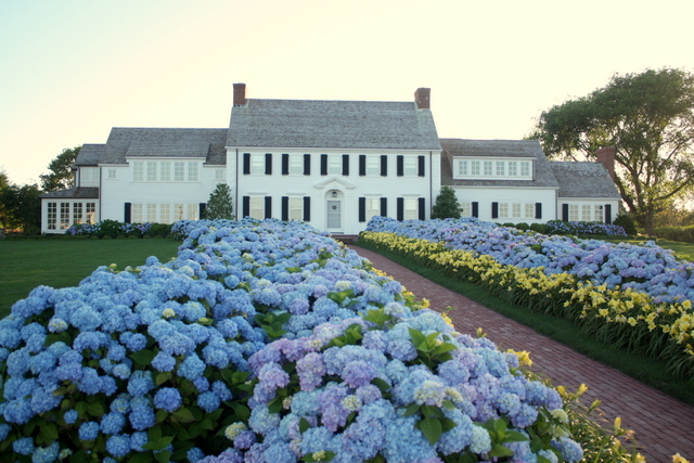 The Sorrows of Gin — Hydrangea Walk, Shore Road, Chatham, Cape Cod,...