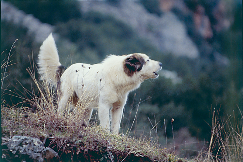 ΜΗΝ ΓΥΡΝΑΣ ΤΟ ΒΛΕΜΜΑ: ΕΔΕΣΑΝ ΜΕ ΣΥΡΜΑ ΤΗΝ ΜΟΥΣΟΥΔΑ ΣΚΥΛΟΥ ΣΤΟΝ ΒΟΛΟ