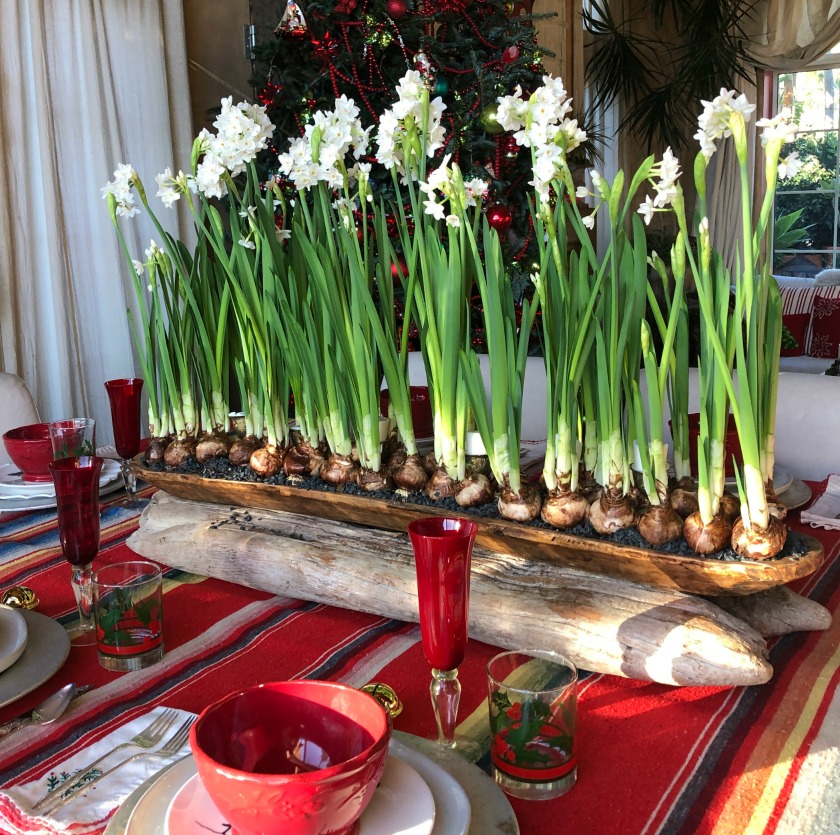 Tamera Beardsley: Holiday Paperwhites