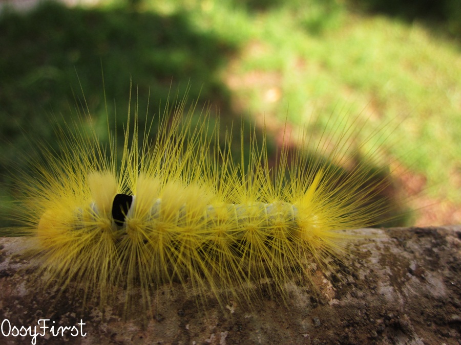 Cimeng Si Ulat Bulu #Foto - Peracau Kacau