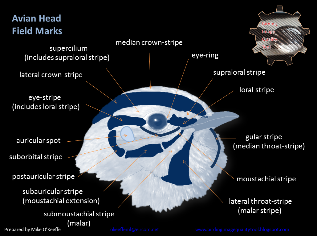 Birding Image Quality Tool: Field Marks - Shadow Topography