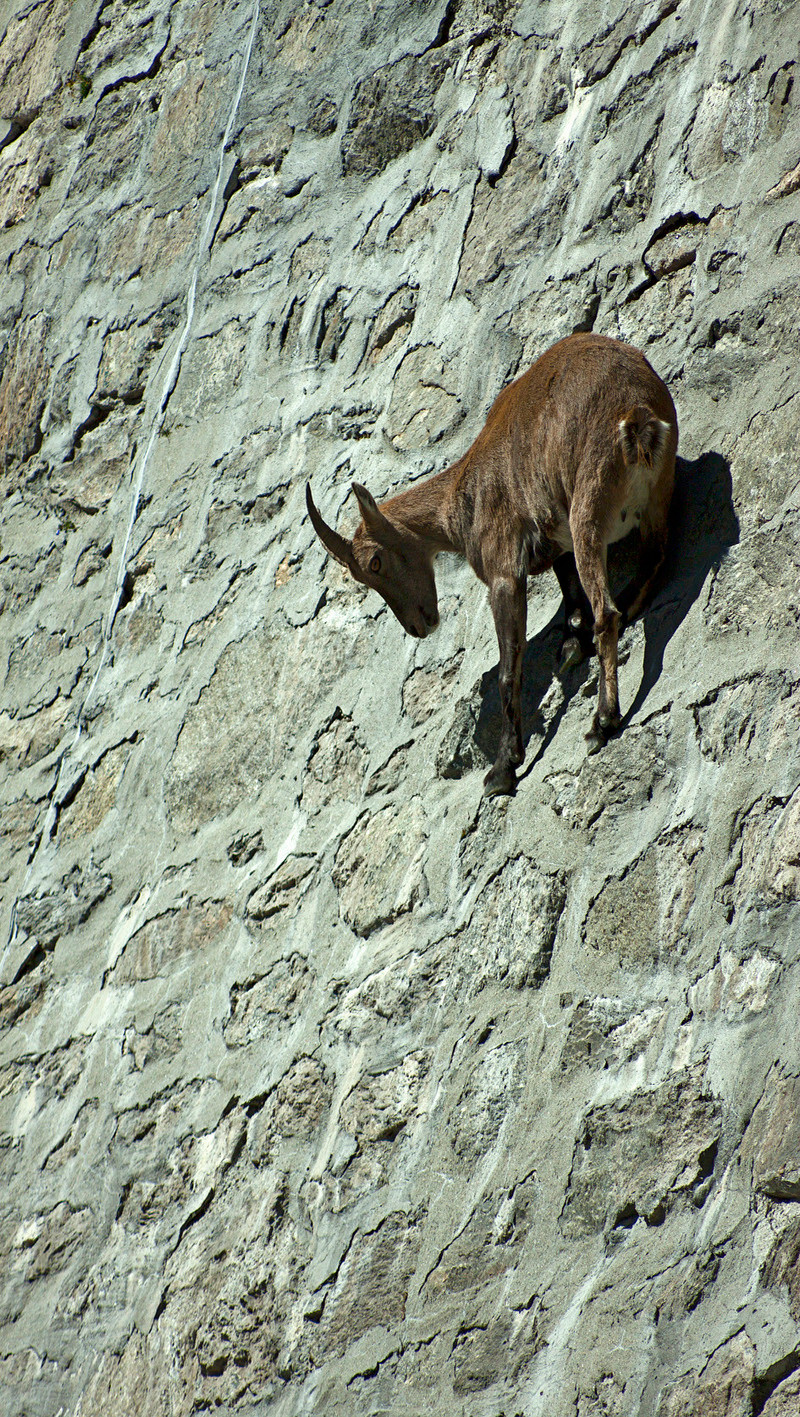 Alpine Ibex Goats on Dam