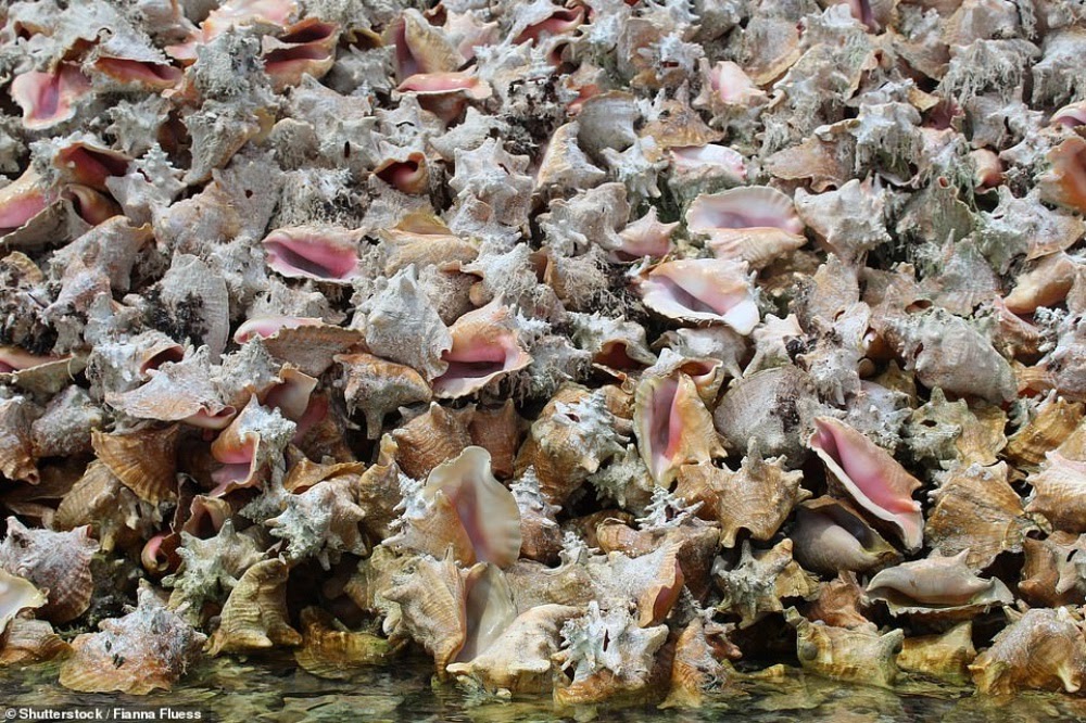 Conch Island — A Huge Cemetery of Millions of Conch Shells