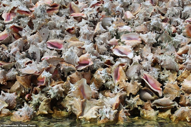 Conch Island — A Huge Cemetery of Millions of Conch Shells