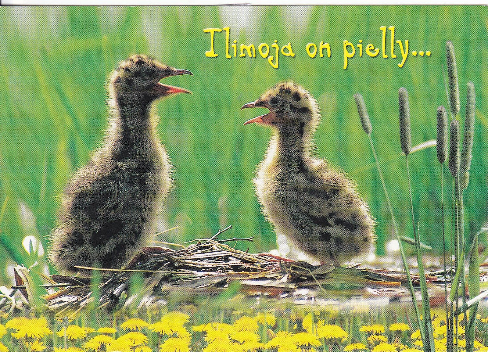 My World wide Postcard Finnish Bird Postcard my-world-wide-postcard-finnish-bird-postcard