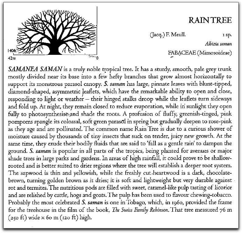 Gene's Green Scene: Tree Thursday - Raintree