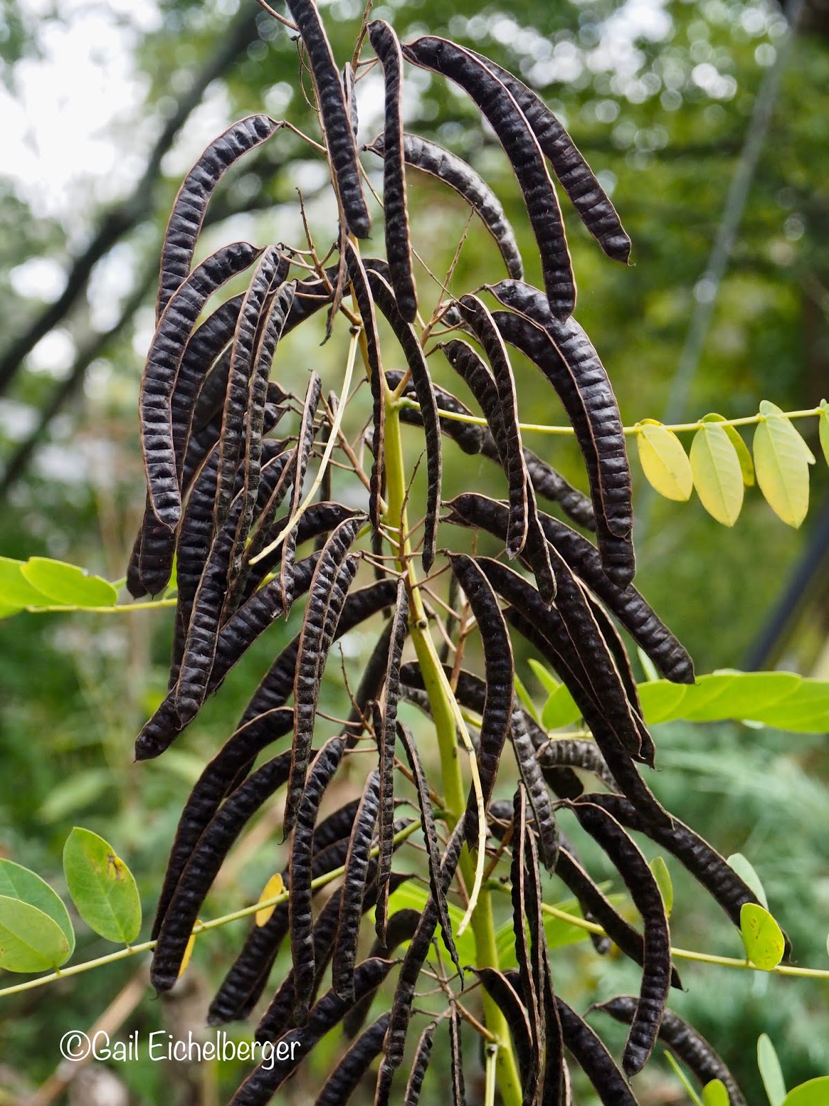 Senna Hebecarpa Seed Pods