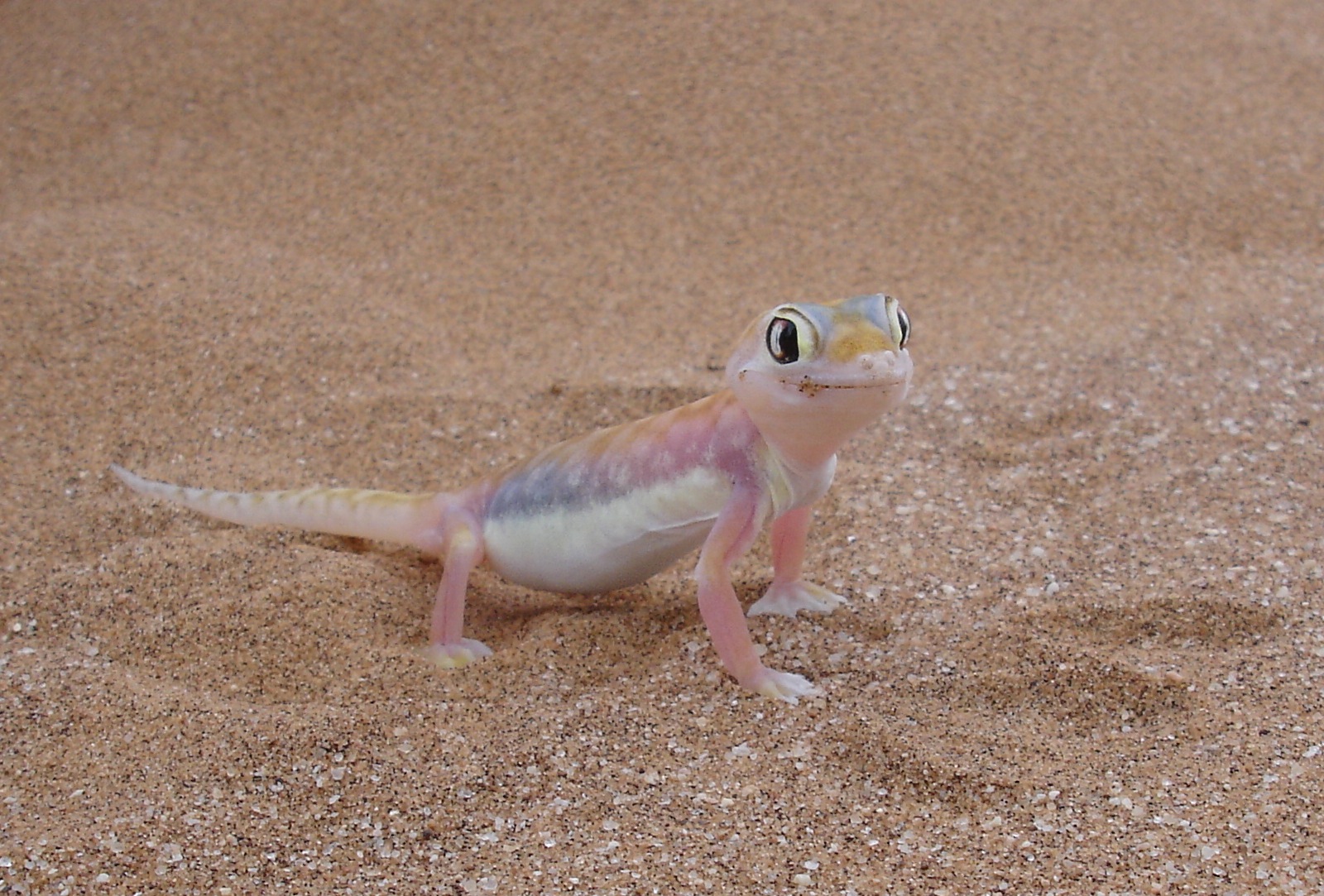 Real Monstrosities: Namib Web-footed Gecko