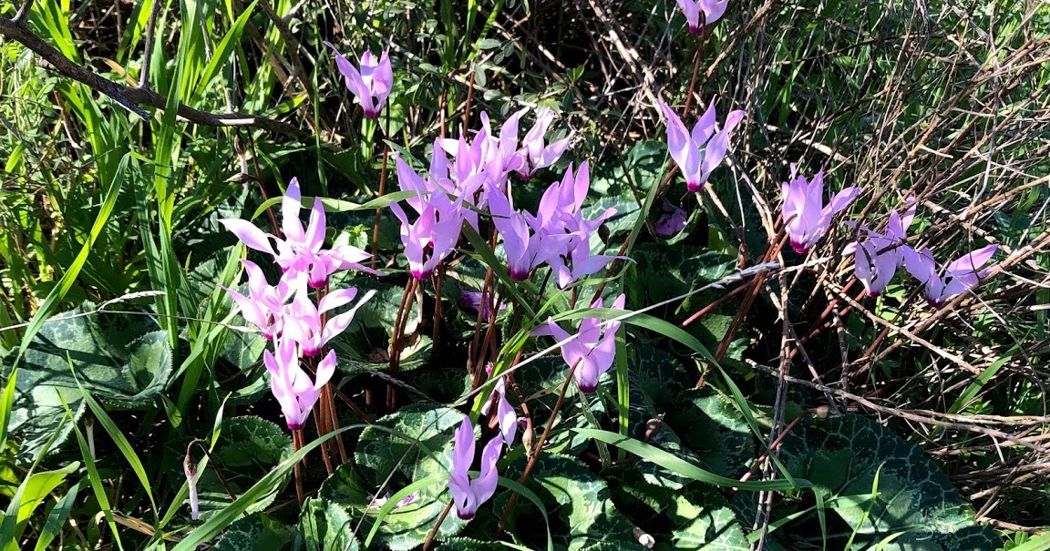 Flower Fun in Israel: Blooming in December: Cyclamen – Rakefet – רקפת