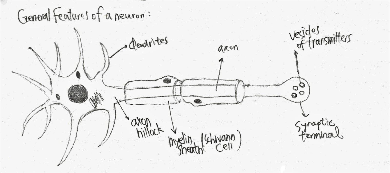 Biology101: The Anatomy of a Neuron