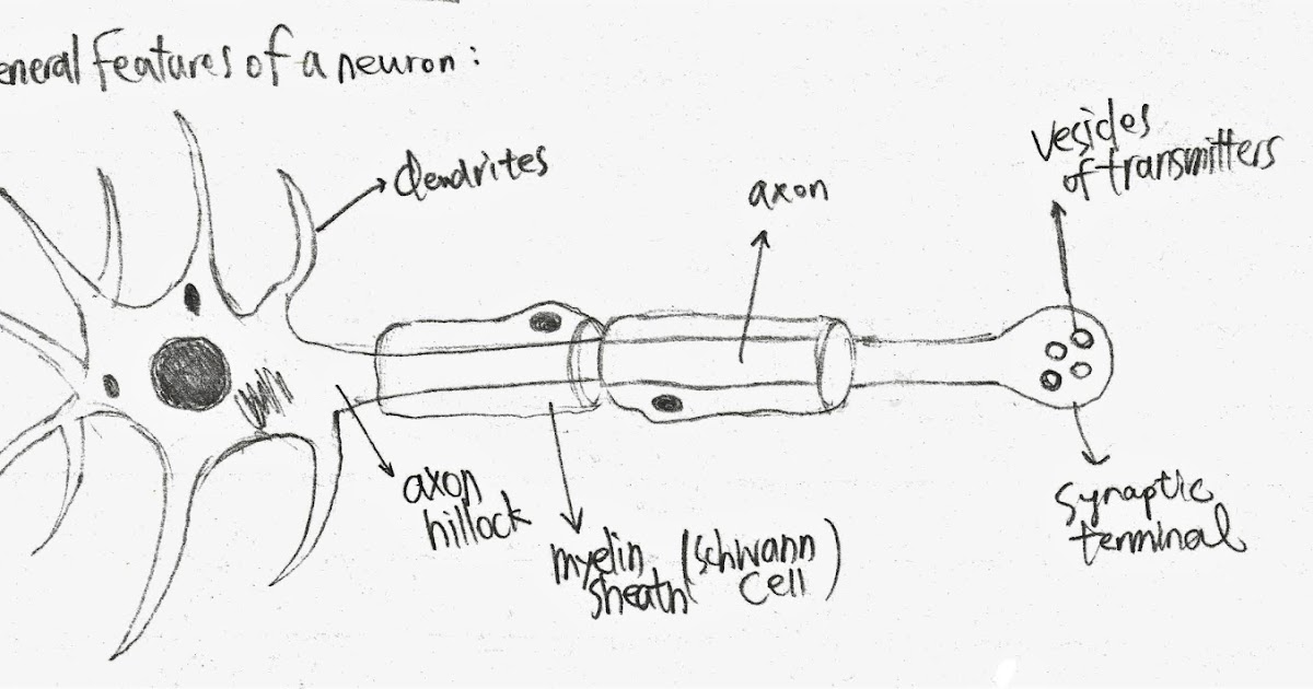 Biology101: The Anatomy of a Neuron