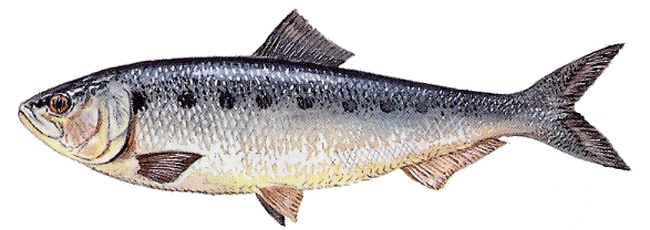 PescaePesca: L' assurda storia degli Agoni del lago maggiore PescaePesca: L' assurda storia degli Agoni del lago maggiore