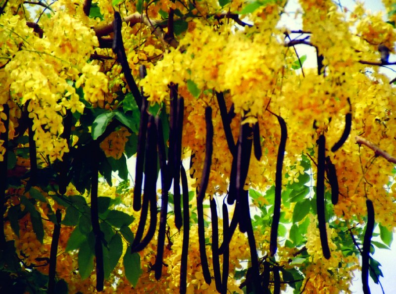 PlantWerkz: Golden Shower Tree - Cassia Fistula