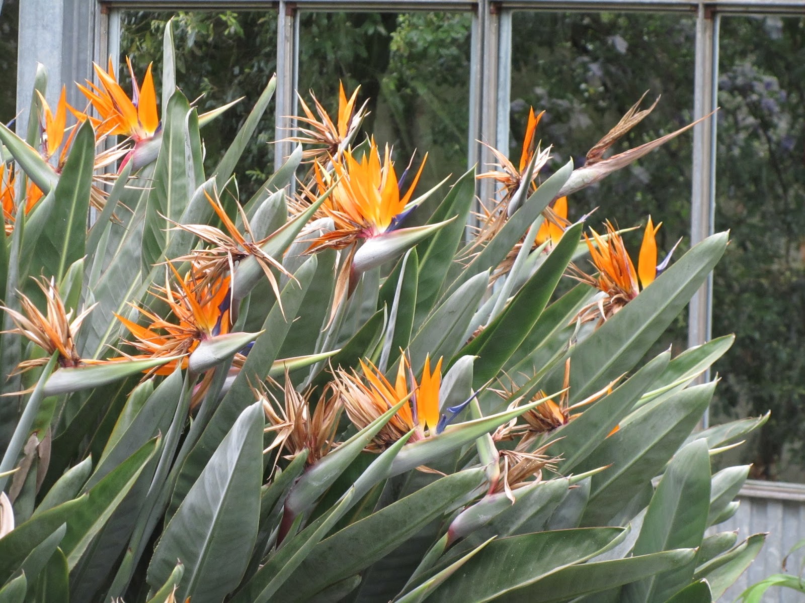 Come Coltivare la Strelitzia reginae, una Pianta dal Fiore a Forma di ...