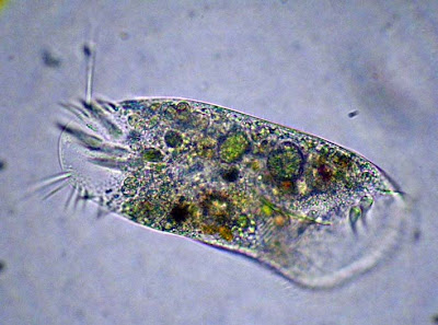 Beyond the Human Eye: Life in 10 Drops of Water: Assorted Protists and ...