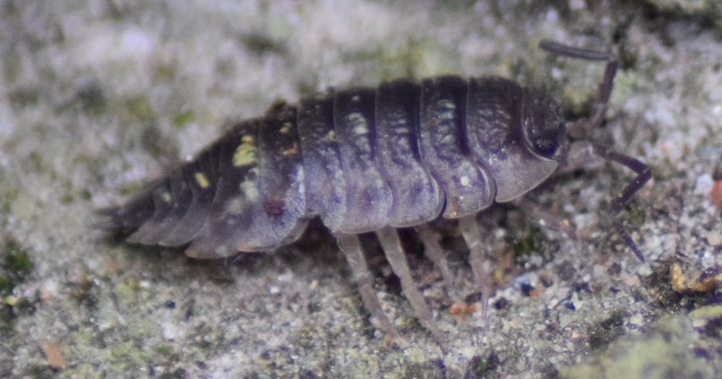 boksitater: Skrukketroll