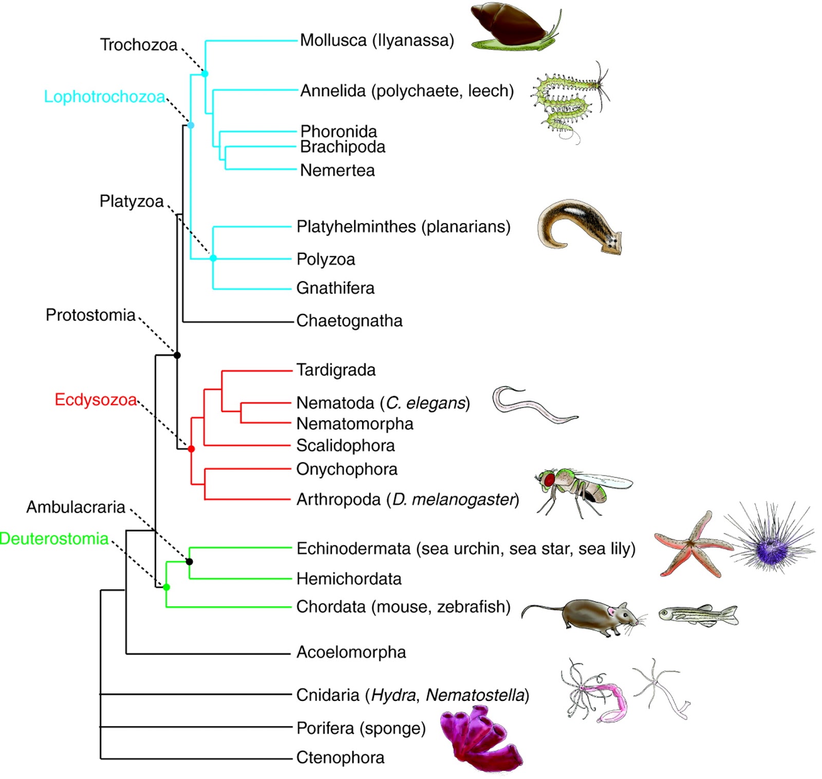 Uca pugnax: CLASIFICACIÓN Y FILOGENIA DEL FILUM ONICÓFORA