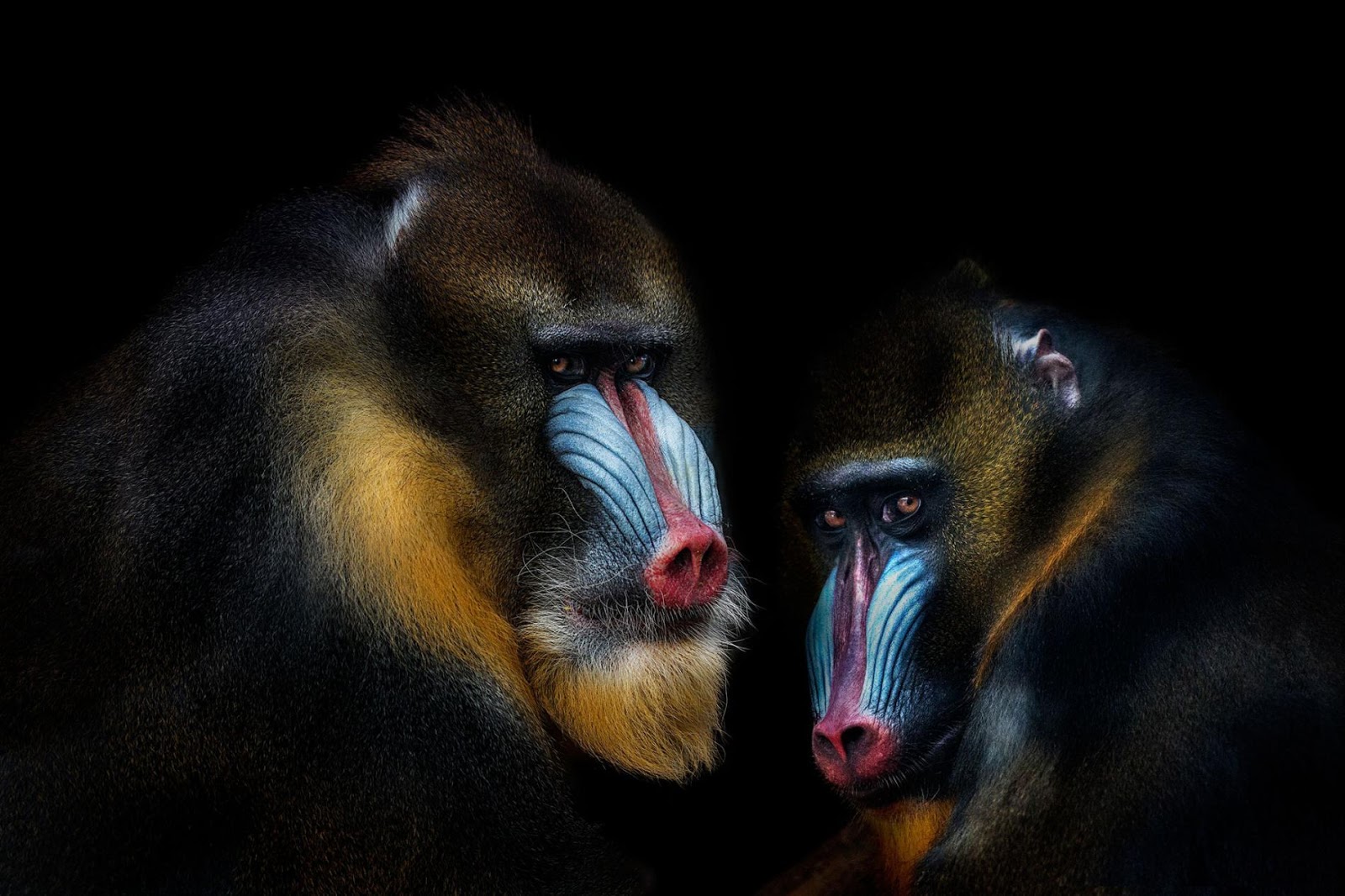 Alguns dos Animais Mais Coloridos do Planeta - Mundo em Fotos