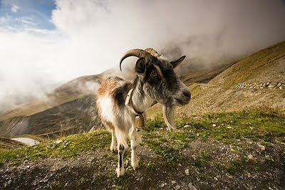 KettlebellRob: "Goat Killer"...
