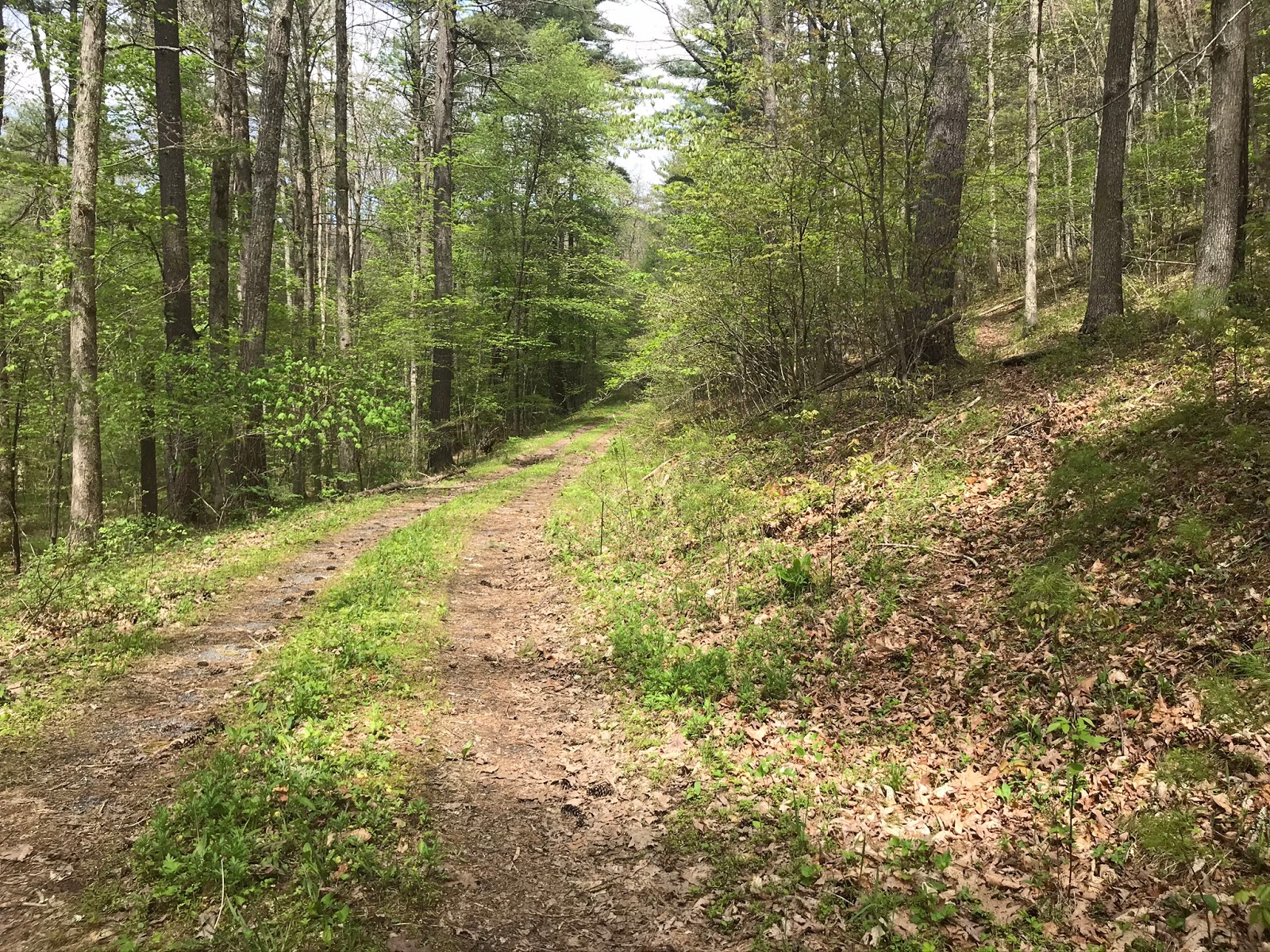 Wandering Virginia: Short Ridge Trail, GWNF