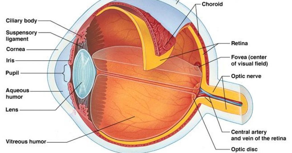 Ophthalmology Pocket Guide: Eye Anatomy