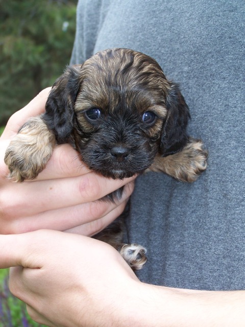 PW dog blog: Cavapoos-Four Weeks Old